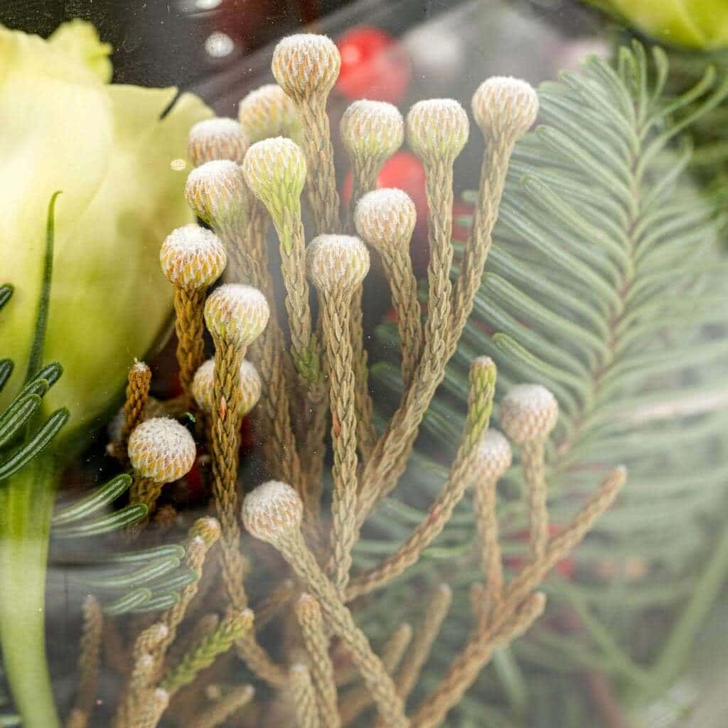 North Pole - The Gorgeous Flower Company