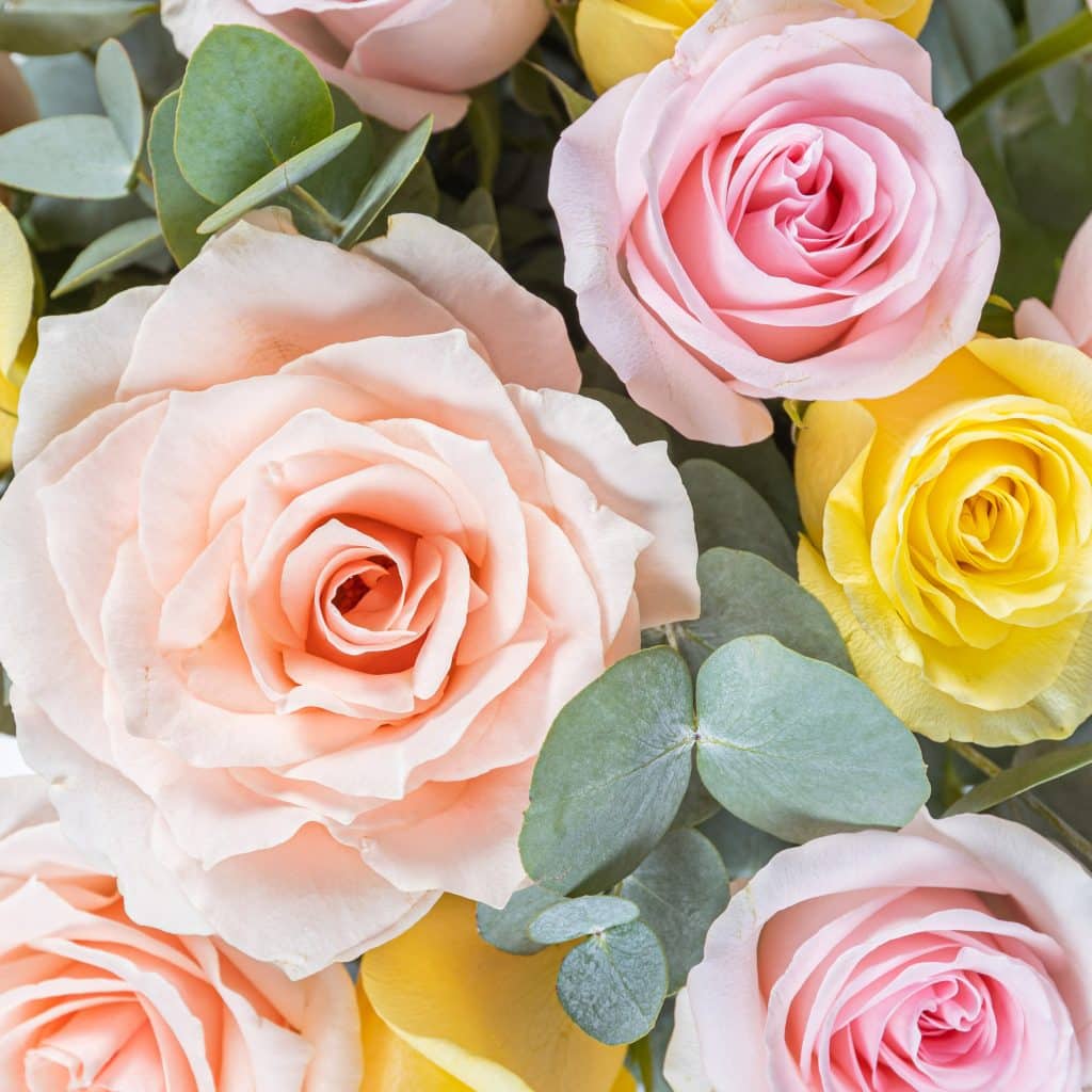 Palm Cove - The Gorgeous Flower Company